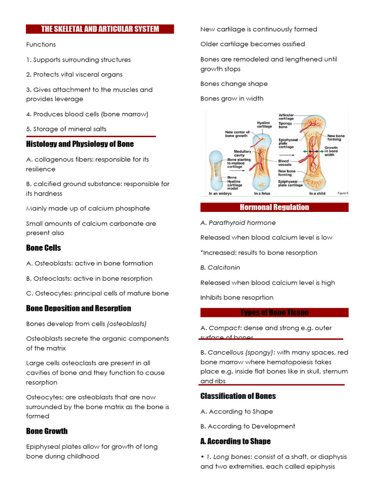 The Skeletal and Articular System | PDF | Bone | Osteoblast
