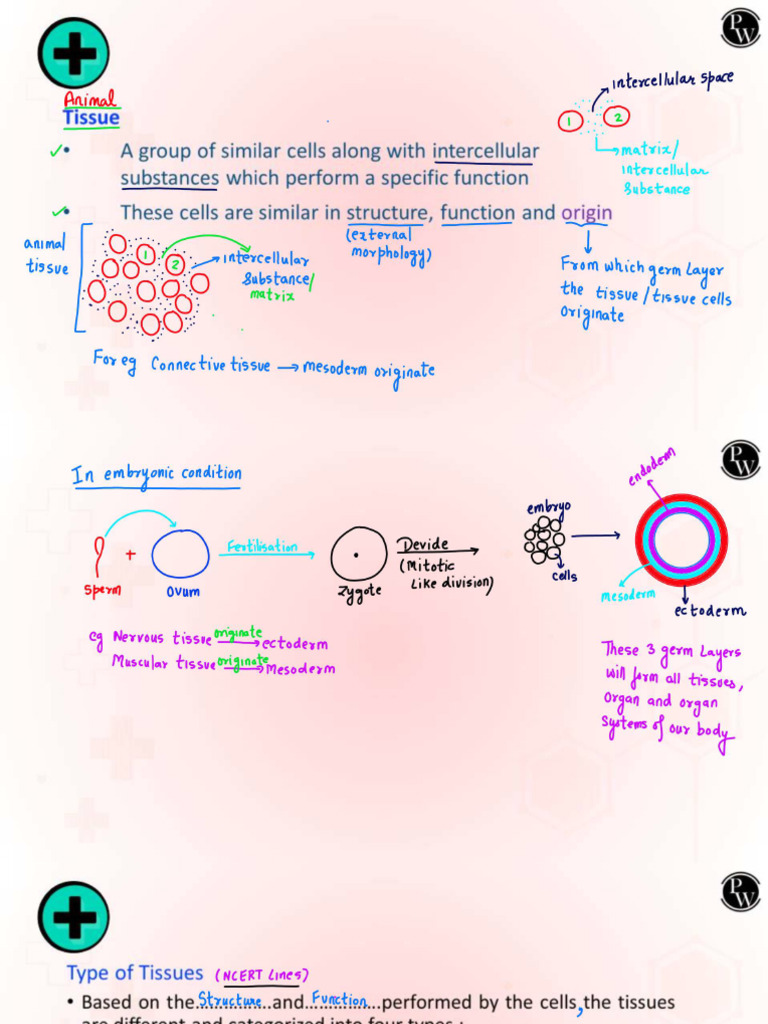 Animal Tissue | PDF