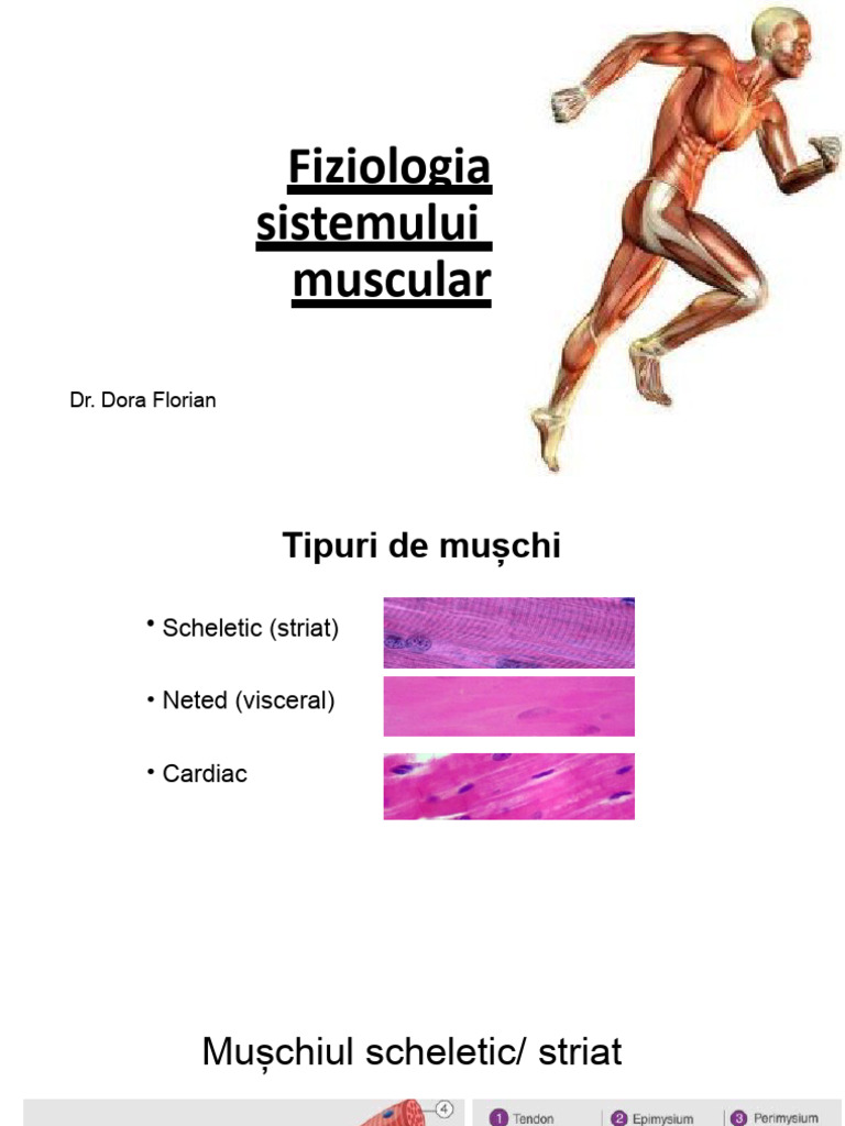 Fiziologia Muschiului - 2019 | PDF