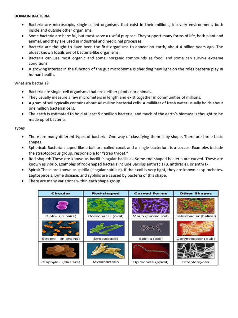 Domain Bacteria 1 | PDF | Bacteria | Cell (Biology)