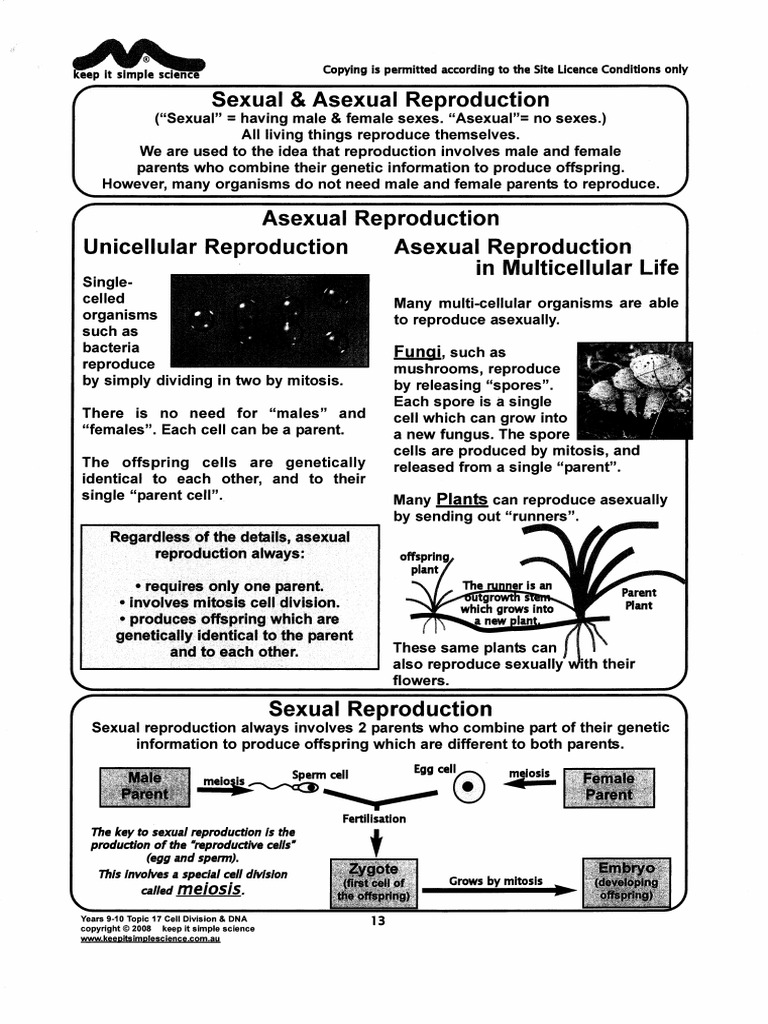 Cell Division Meiosis | PDF | Sexual Reproduction | Reproduction