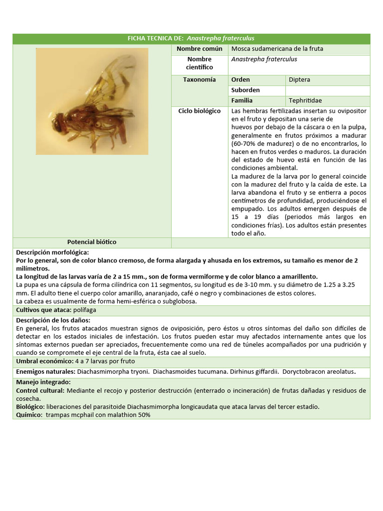 Ficha Técnica de Anastrepha fraterculus | PDF | Mosca | Huevo