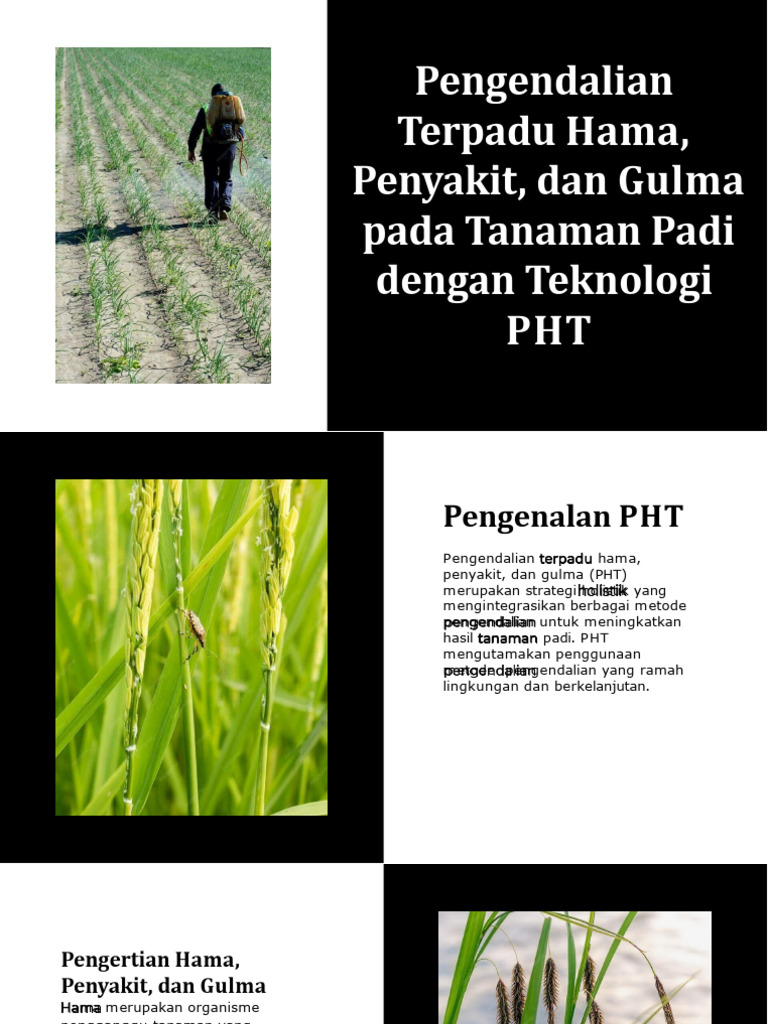 Wepik Pengendalian Terpadu Hama Penyakit Dan Gulma Pada Tanaman Padi Dengan Teknologi PHT ...
