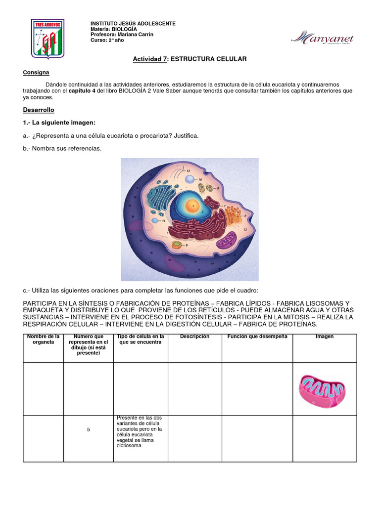 ACTIVIDAD 7 Estructura Celular | PDF | Biología Celular) | Biología Celular