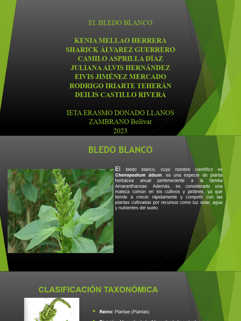 Bledo Blanco | PDF | Riego | Agricultura