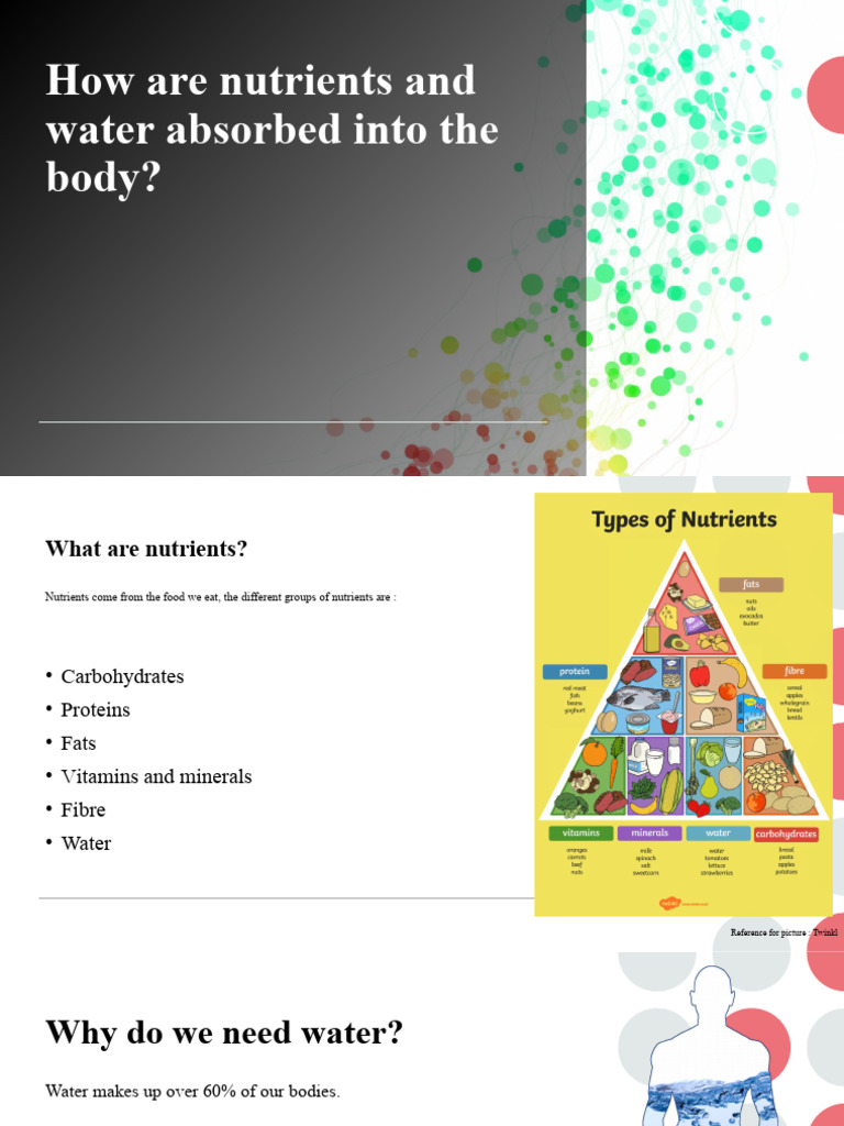 Transport of Nutrients | PDF | Small Intestine | Biochemistry