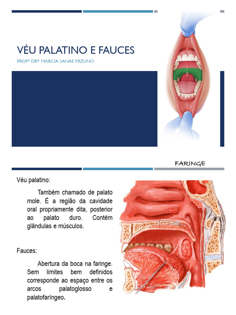 Musculos Da Língua Véu Palatino e Fauces | PDF | Língua | Anatomia