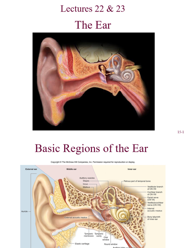 Lectures 22&23 | PDF | Ear | Nervous System