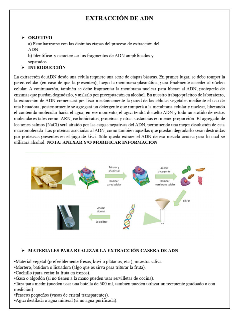 Extracción de Adn Practica | Descargar gratis PDF | Adn | Biología Celular)