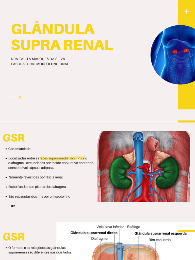 Anatomia Da Glandula Supra Renal | Download grátis PDF | Glândula ...