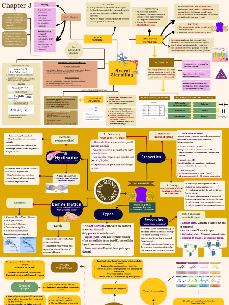 Bio621 Mind Map Chapter 3 | PDF | Chemical Synapse | Neurotransmitter