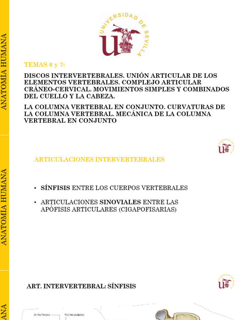 TEMA 6 y 7 -Discos intervertebrales. Unión articular de los elementos vertebrales | PDF ...