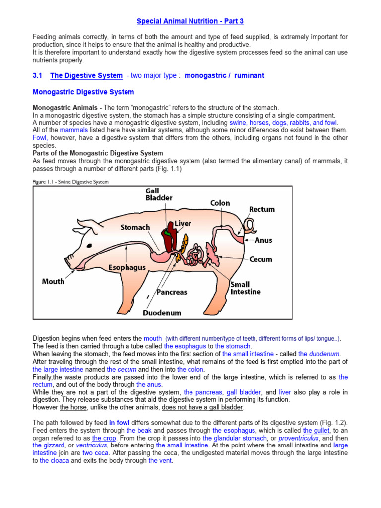 c11 Special Animal Nutrition | PDF | Digestion | Ruminant