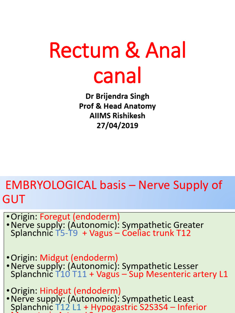 Rectum Anal Canal BS | PDF | Rectum | Vein