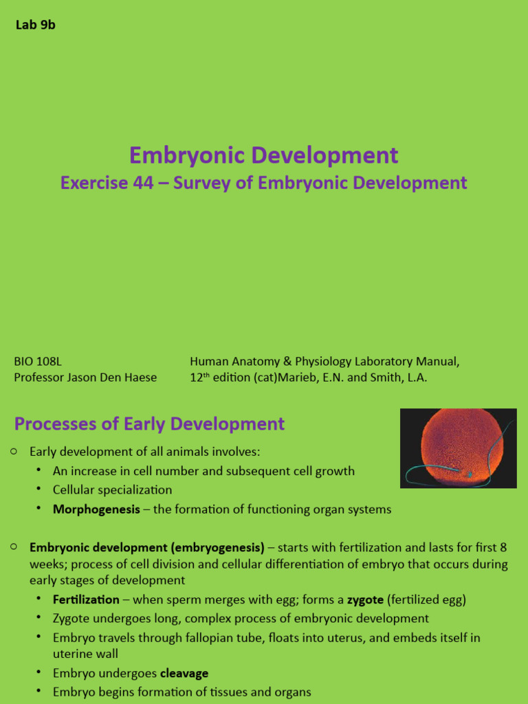 Lab 9b - Embryonic Development | PDF | Embryo | Reproduction
