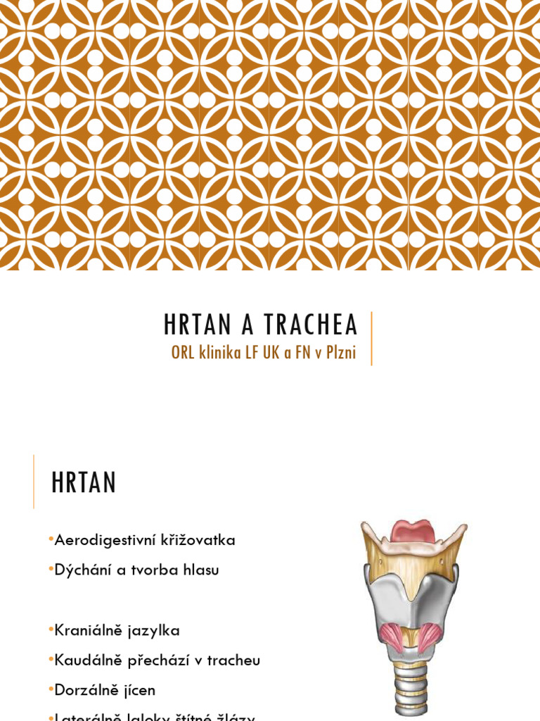 Hrtan A Trachea | PDF