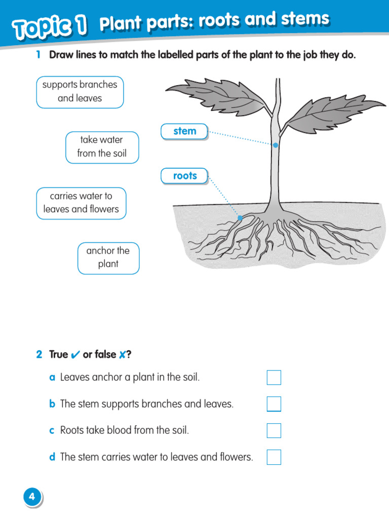 Macmillan Science Level 3 Workbook Topic 1 PP 4 7 | PDF | Leaf | Root