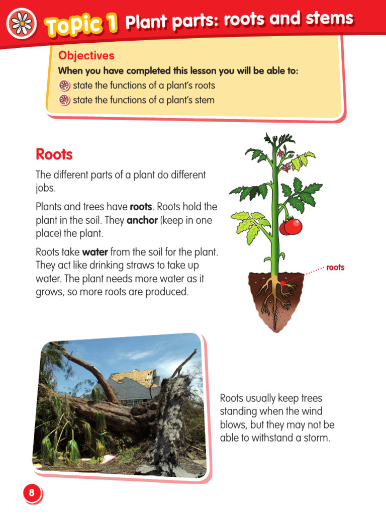 Macmillan Science Level 3 Pupil S Book Topic 1 PP 8 11 | PDF | Plant Stem | Root