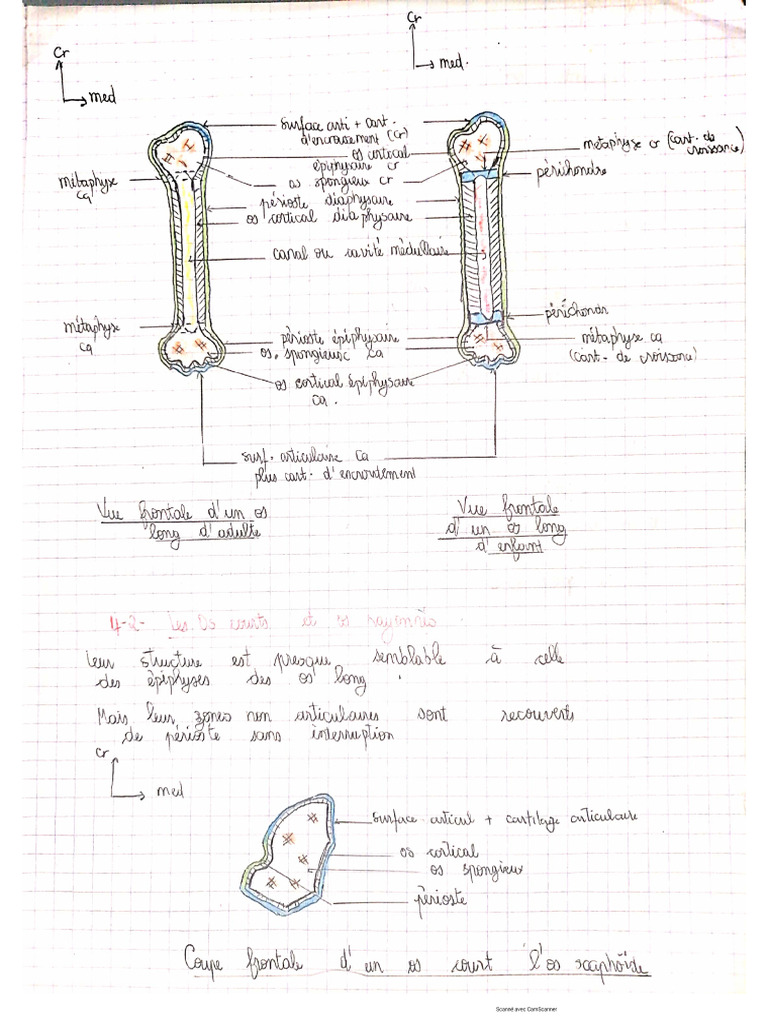 Anatomie Générale Schémas - 1 | PDF