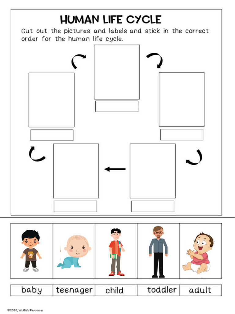 Human Life Cycle | PDF