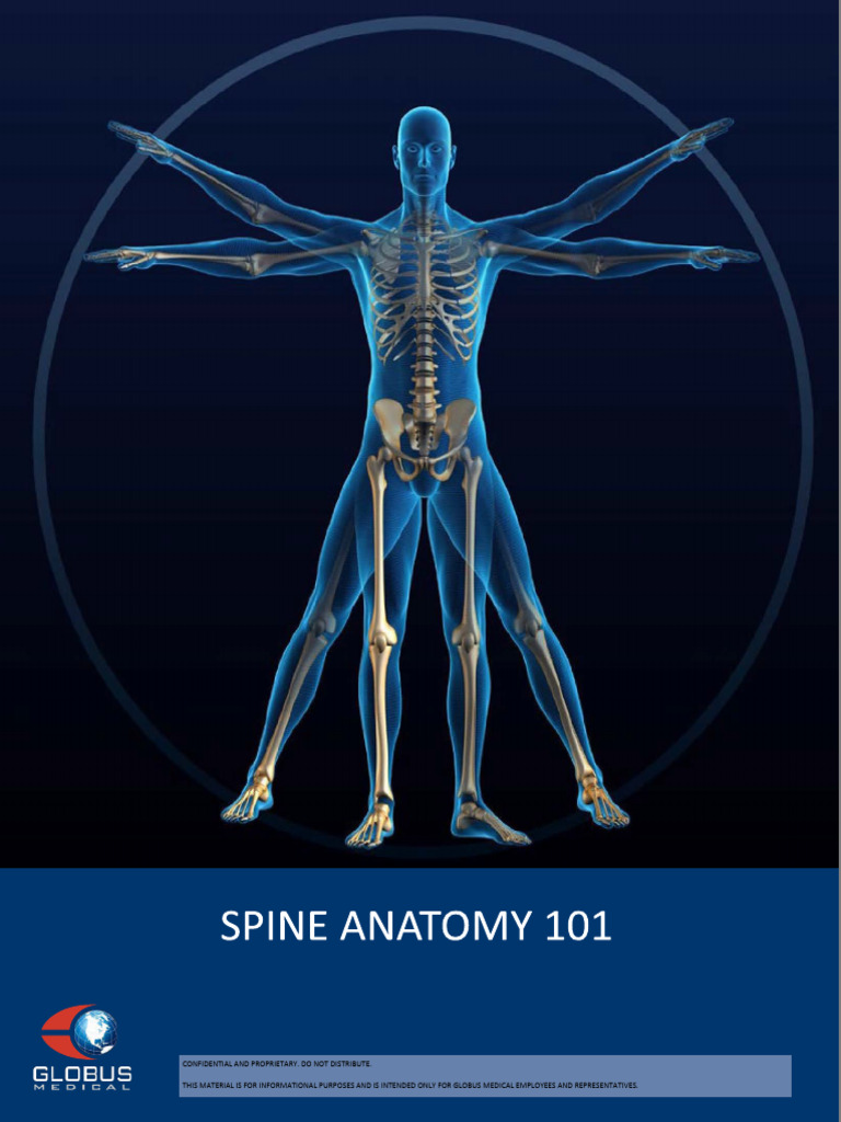 Spine Anatomy Manual | PDF | Vertebra | Bone
