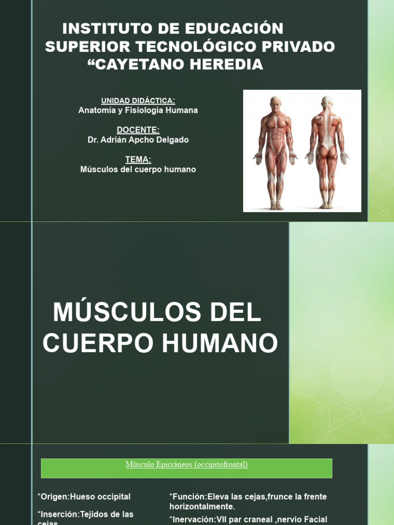 Músculos Del Cuerpo Humano 2 Pdf Mano Pie