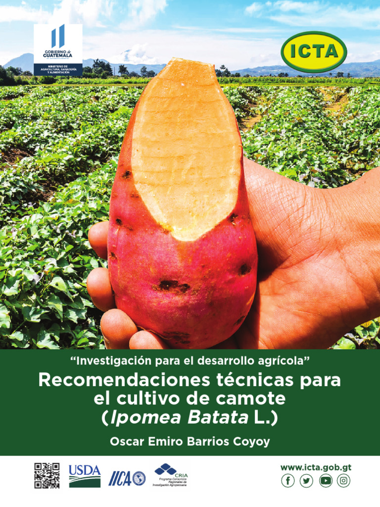 Manual producción del cultivo camote, junio 2022 | PDF | Batata | Cosecha
