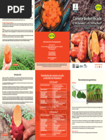Manual técnico del cultivo de camote | PDF | Batata | Tallo de la planta