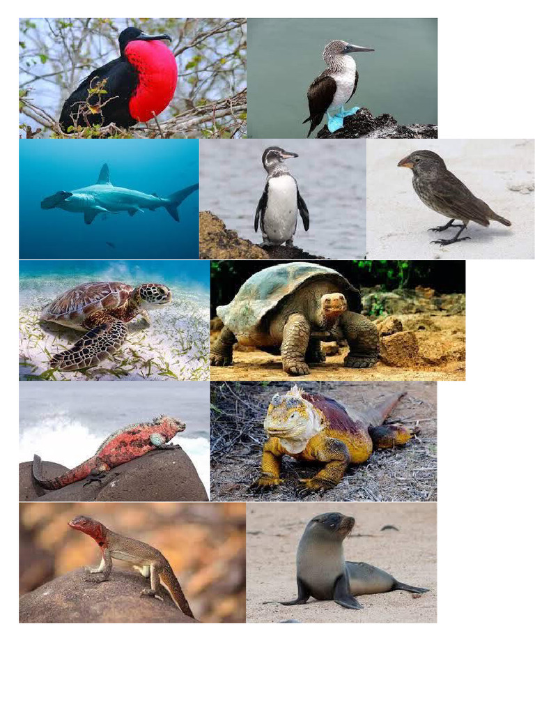 Animales de Galapagos | PDF