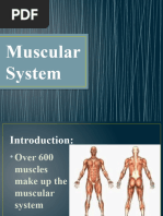 Muscular System PowerPoint | PDF | Muscle | Skeletal Muscle