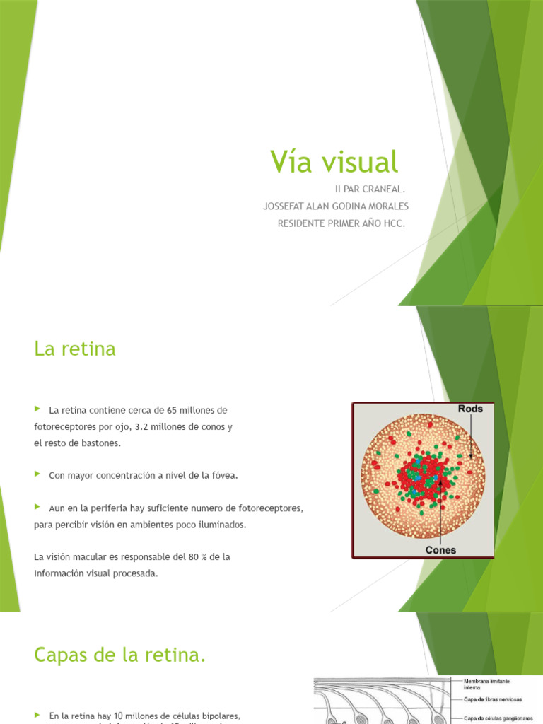 Vía Visual | PDF | Percepción visual | Lóbulo occipital