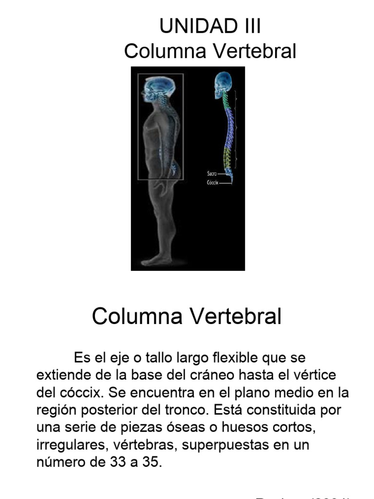 Vértebras Caudales en Perros | PDF | Vértebra | La columna vertebral