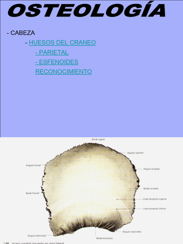 3-Cabeza (Huesos Del Carneo - Parietal, Esfenoides, Reconocimiento) | PDF