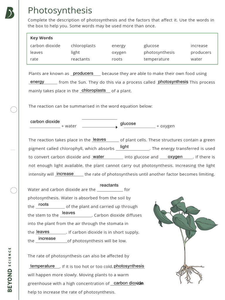 Photosynthesis Gap Fill Worksheet | PDF