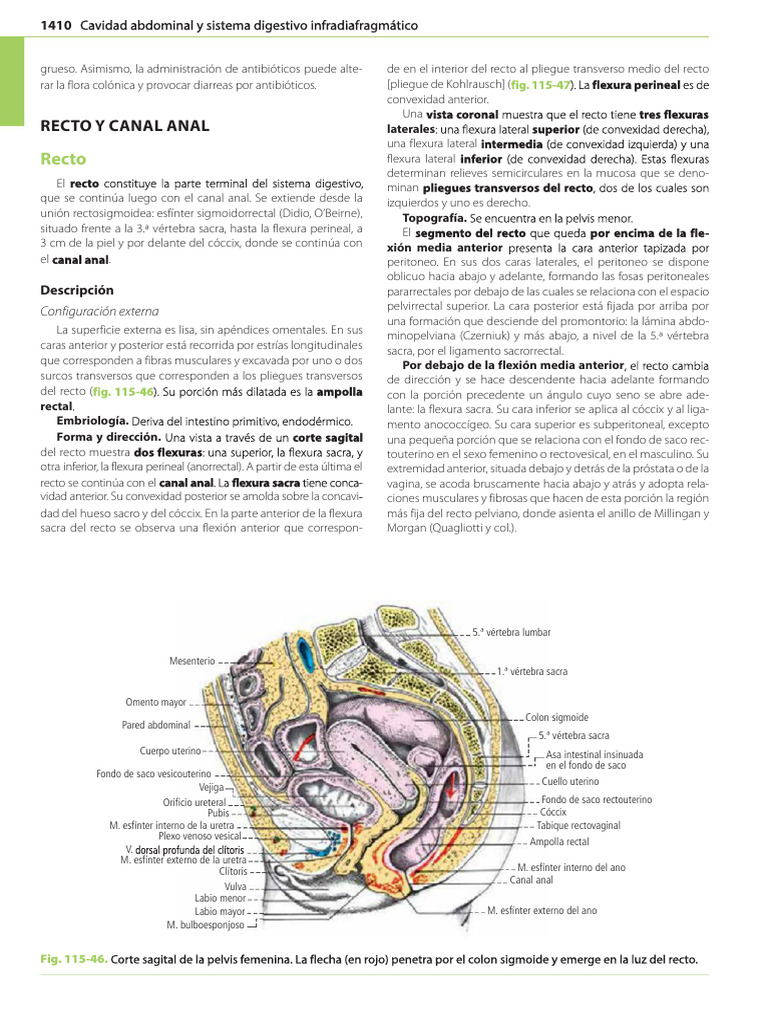Anatomía Humana (T2) - Latarjet-Ruiz Liard-581-592 | PDF | Recto | Pelvis