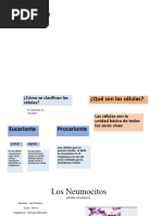 Neumocitos: Tipos y Funciones | PDF | Pulmón | Biología Celular