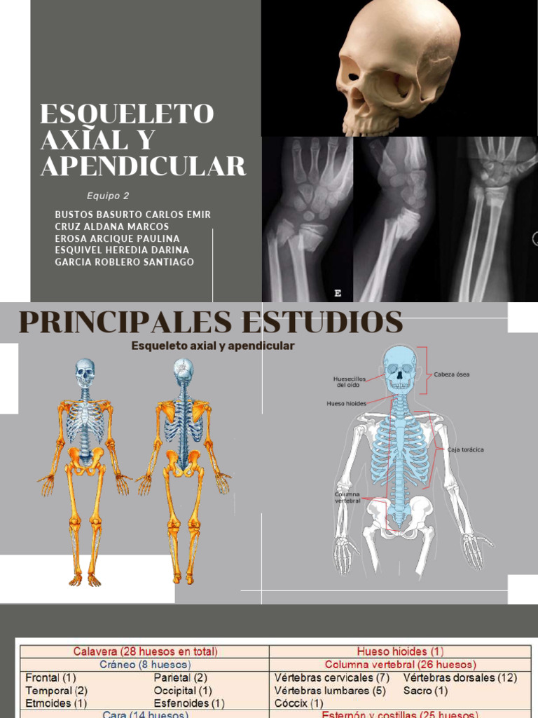 Equipo 2 - Esqueleto Axial y Apendicular | PDF | Rodilla | La columna vertebral