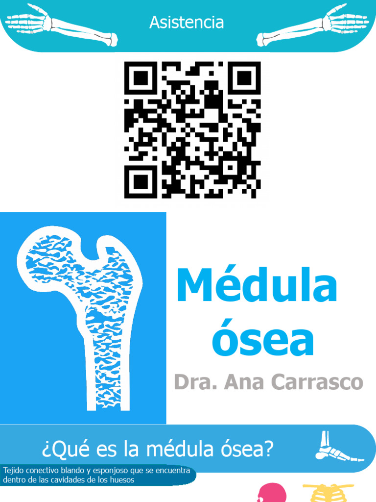 Tipos y funciones de la médula ósea | PDF | Hueso | Sangre