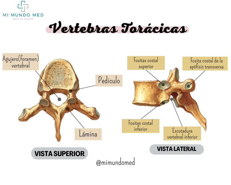 Vértebras Toracicas - Mimundomed | PDF