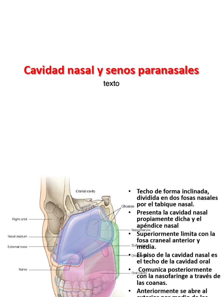Anatomía de la Cavidad Nasal y Senos | PDF | Cabeza y cuello humanos | Rasgos faciales