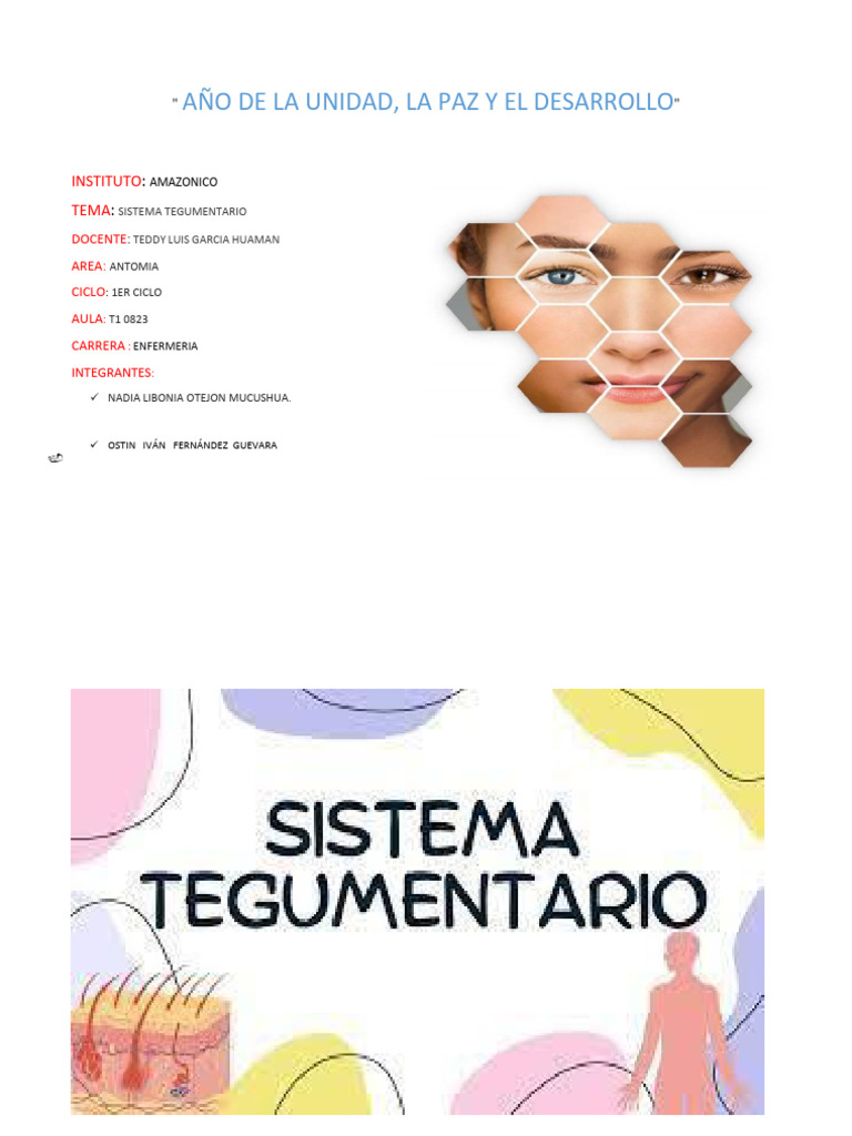 Sistema Tegumentario | Descargar gratis PDF | Piel | Sistema tegumentario