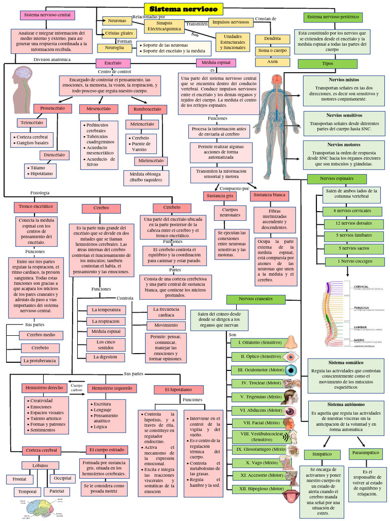 Sistema Nervioso Mapa Conceptual-Reporte | PDF | Sistema nervioso | Cerebro