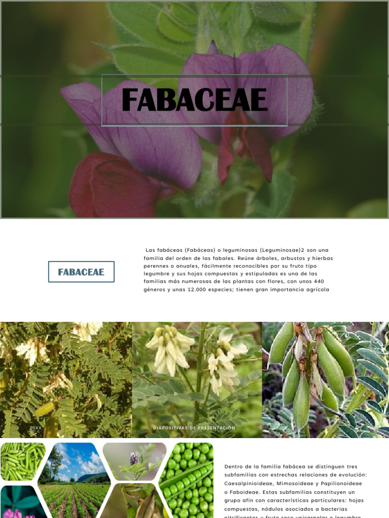 Características de la familia Fabaceae | PDF | Morfología Vegetal ...