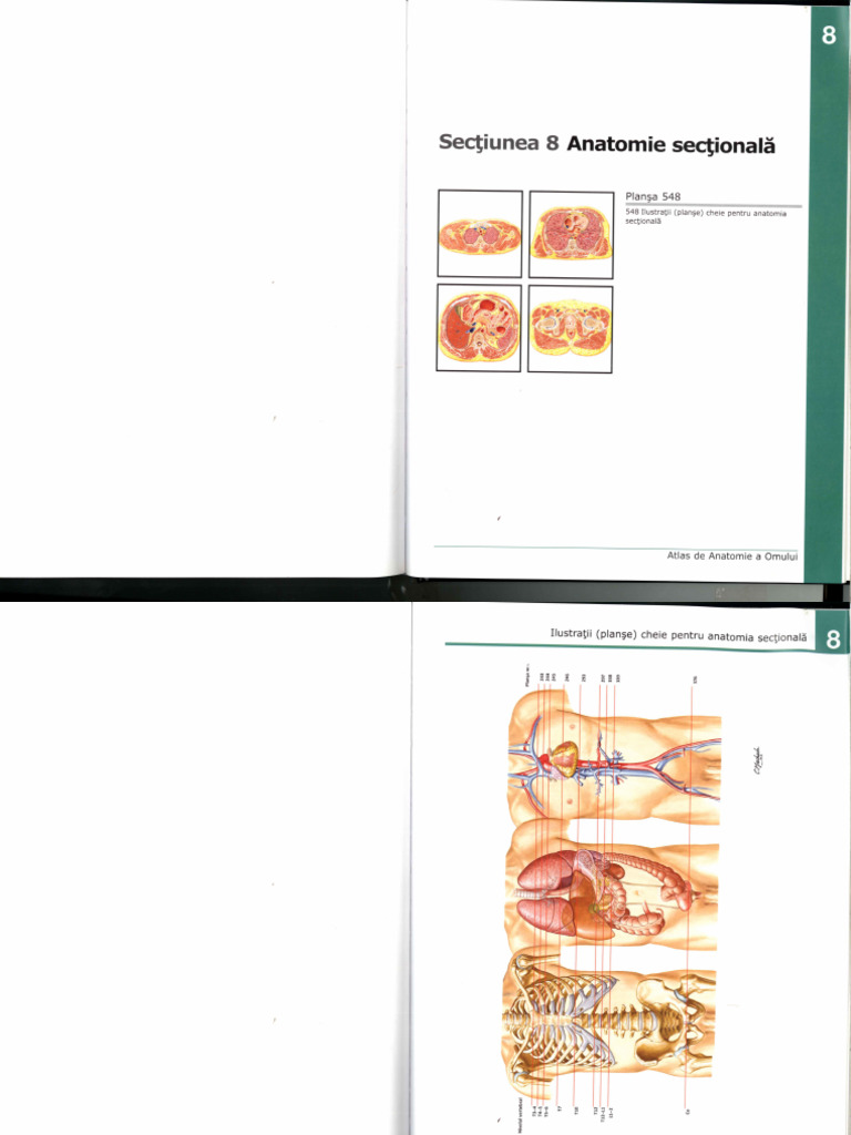 Anatomia Omului - 8 | PDF