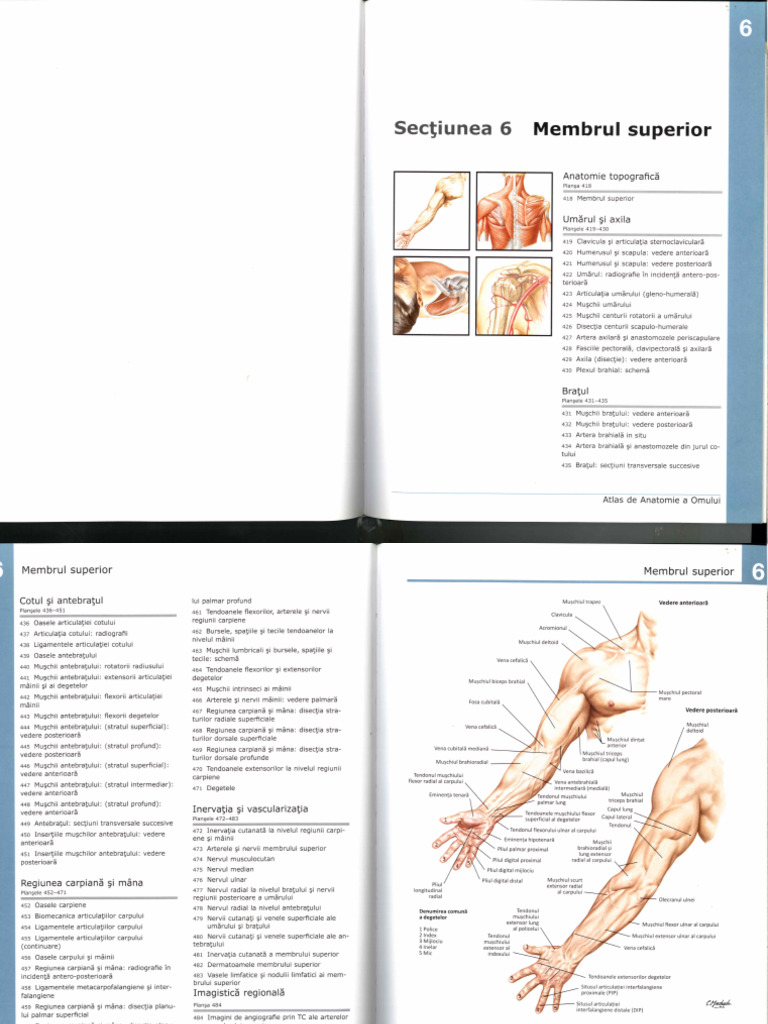 Anatomia Omului - 6 | PDF