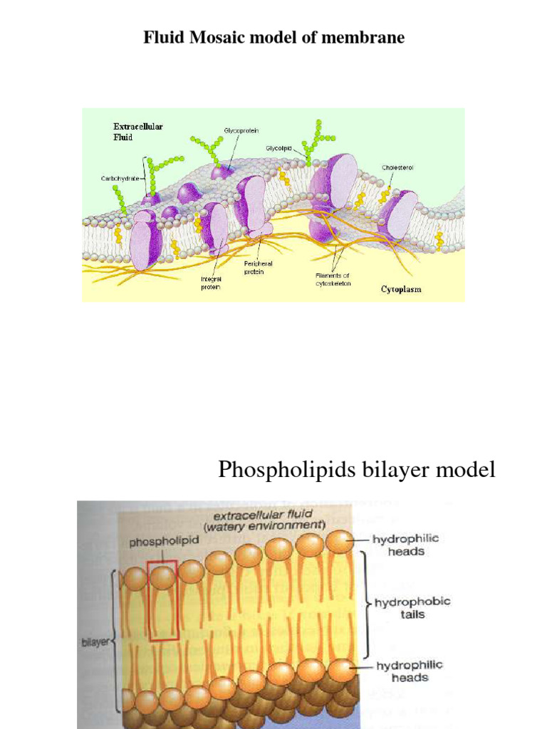Cell Membrane | PDF