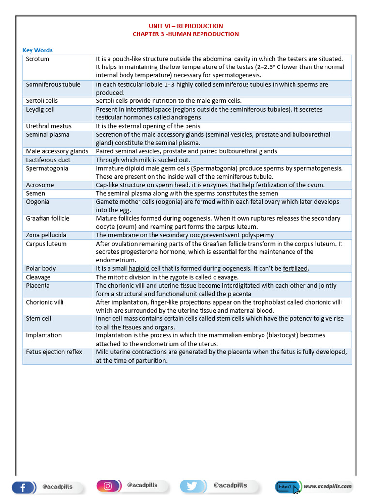 Chapter-3 Human Reproduction | PDF | Menstrual Cycle | Testicle