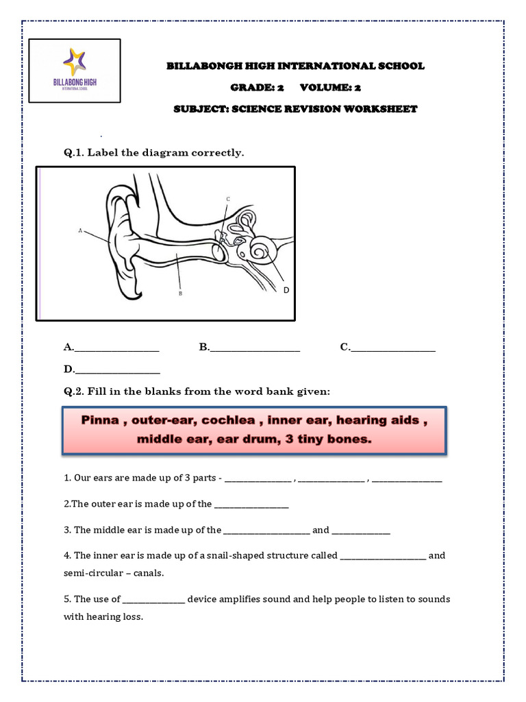 Science Revision: Sound and Ears | PDF | Ear | Sound