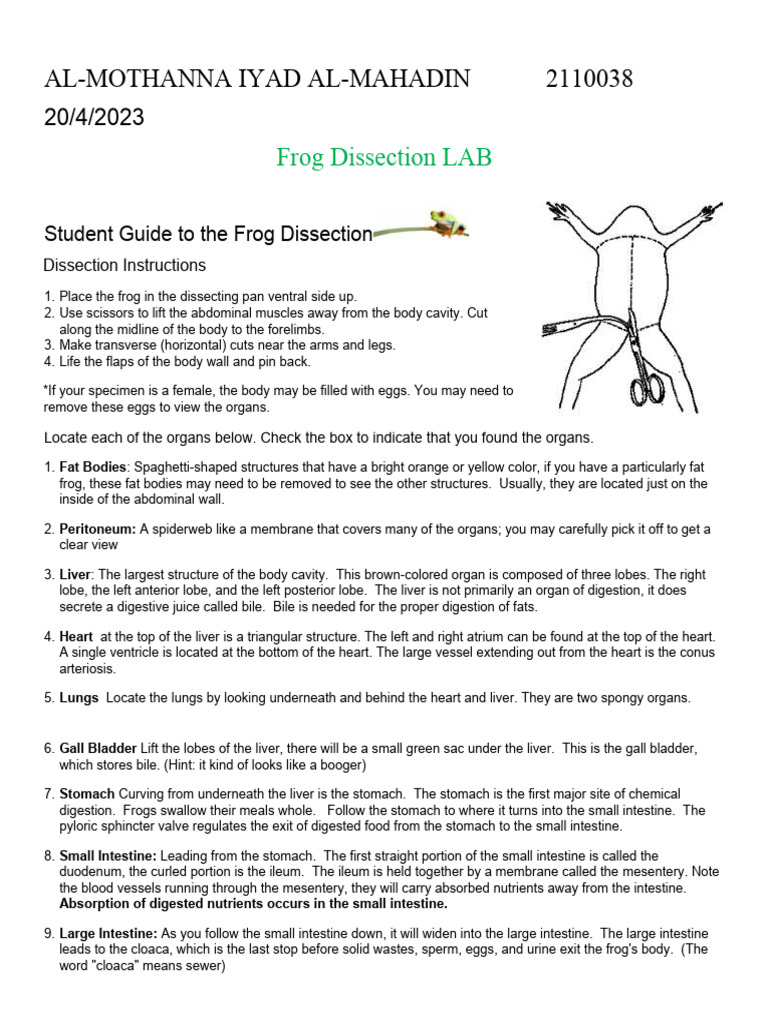 Frog Dissection | PDF | Small Intestine | Stomach