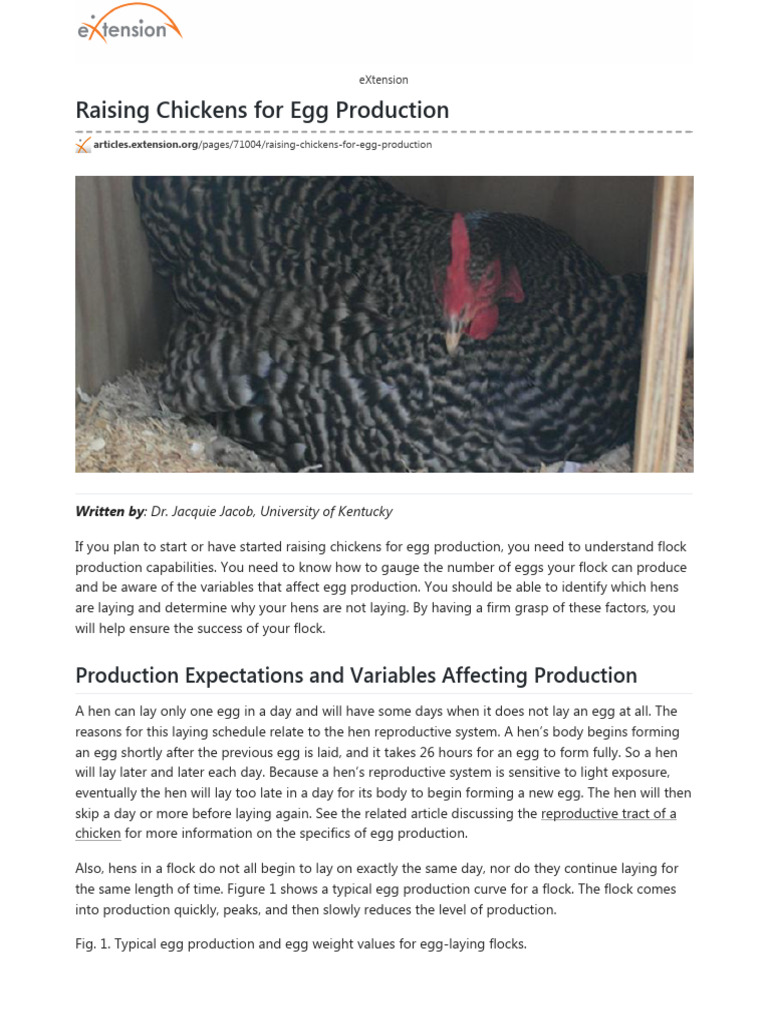 Raising Chickens For Egg Production - EXtension | PDF | Chicken | Egg ...